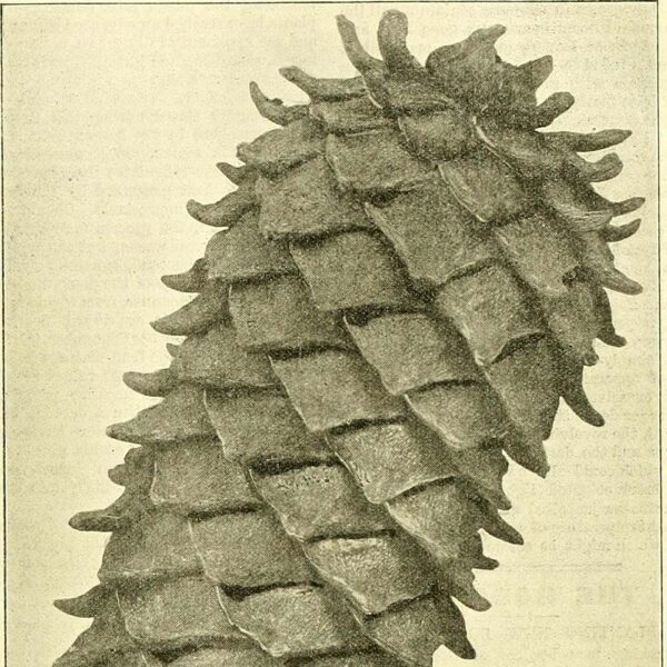 Pin de Corée | Pinus koraiensis - Paysage gourmand