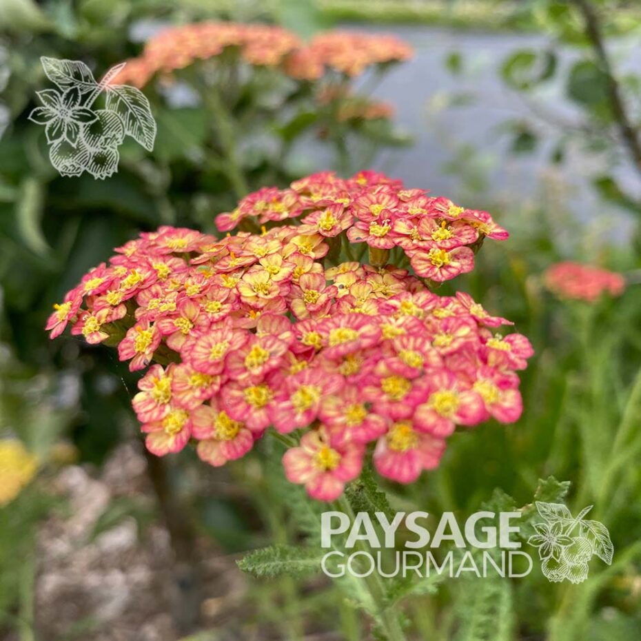 Boutique en ligne - Paysage gourmand