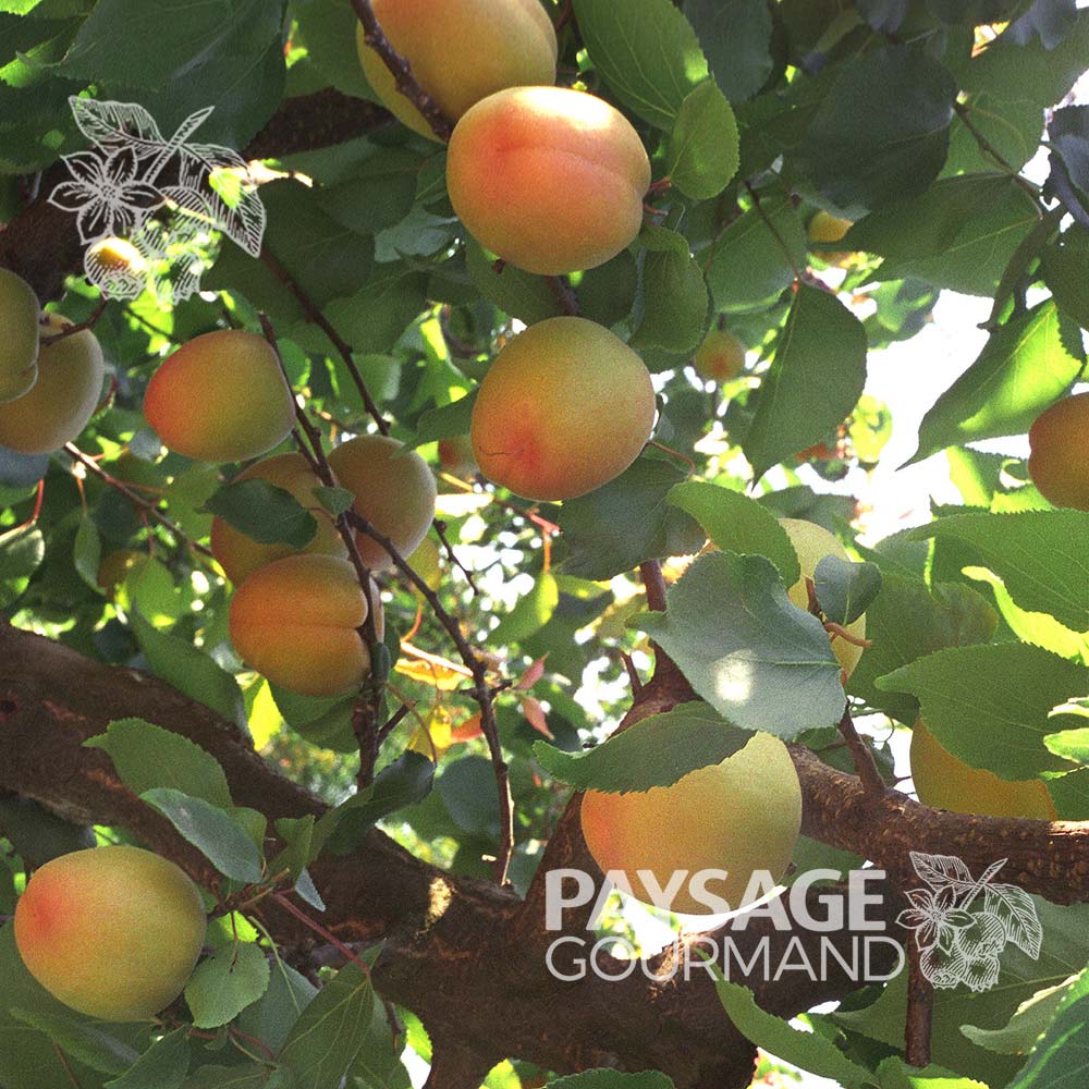Abricotier 'Scout' | Prunus armeniaca - Paysage gourmand