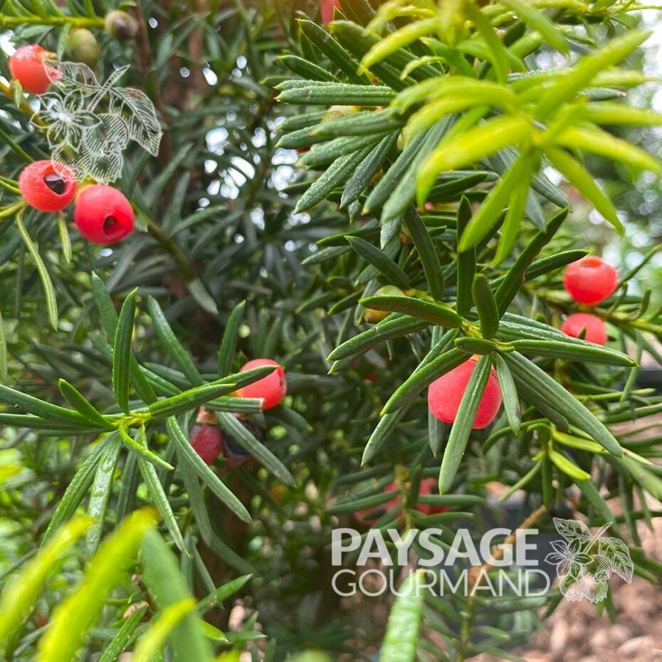 Hick's yew 'Densiformis' | Taxus media - Paysage gourmand