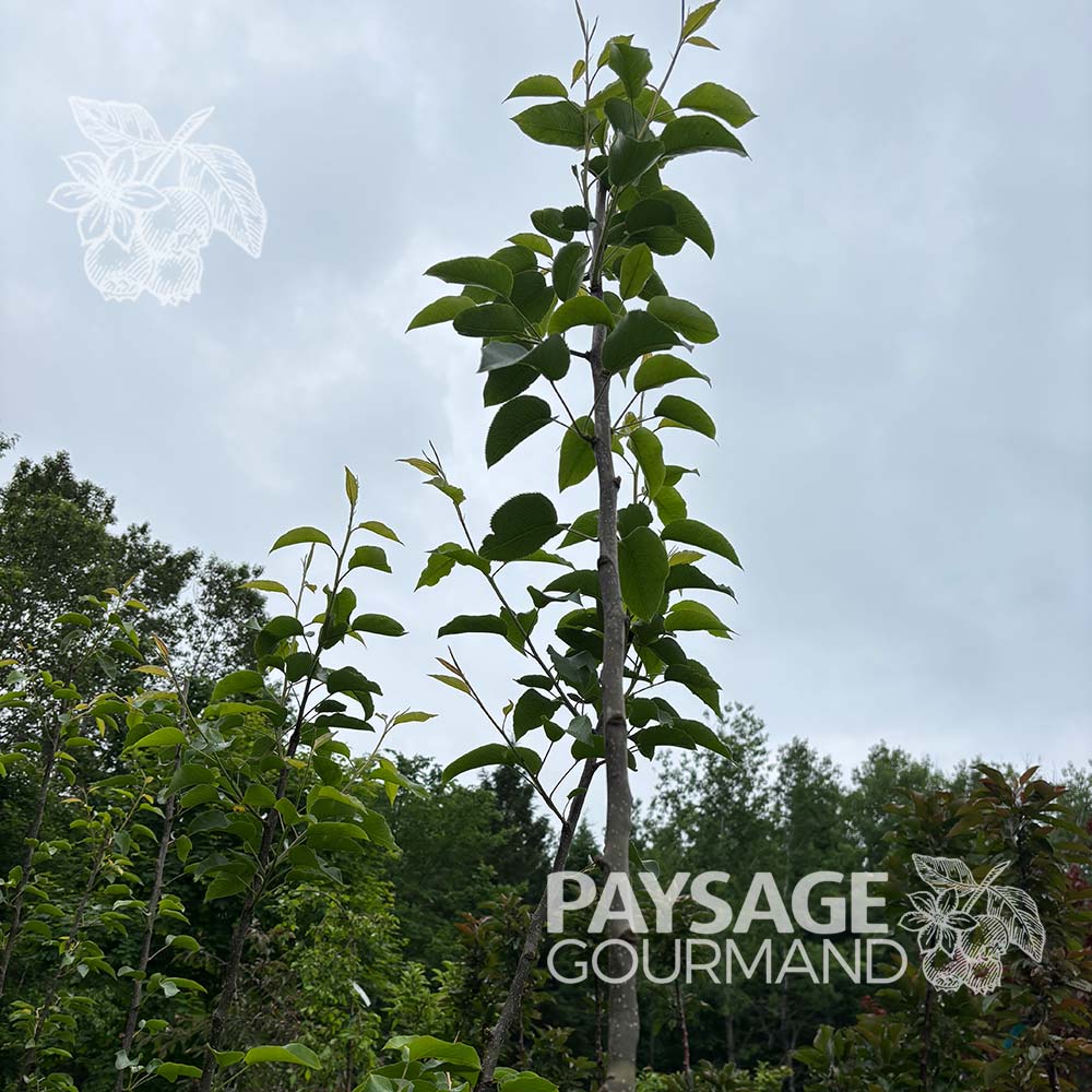 Poirier asiatique 'Taylor' | Pyrus pyrifolia - Paysage gourmand