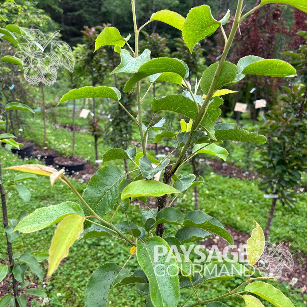 Poirier asiatique 'Taylor' | Pyrus pyrifolia - Paysage gourmand