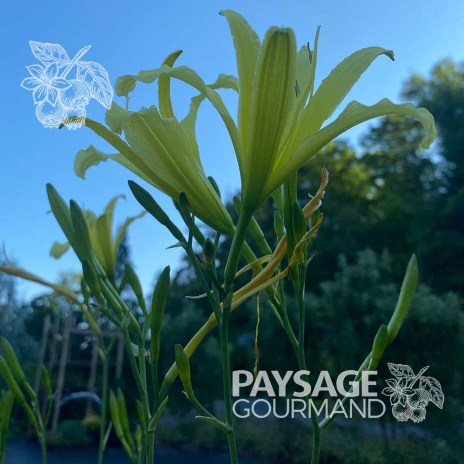 Hémérocalle jaune | Hemerocallis flava - Paysage gourmand