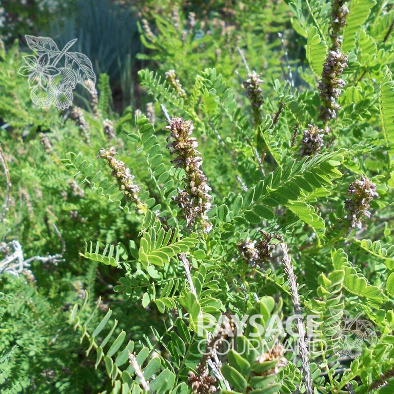 Amorpha naine | Amorpha nana - Paysage gourmand