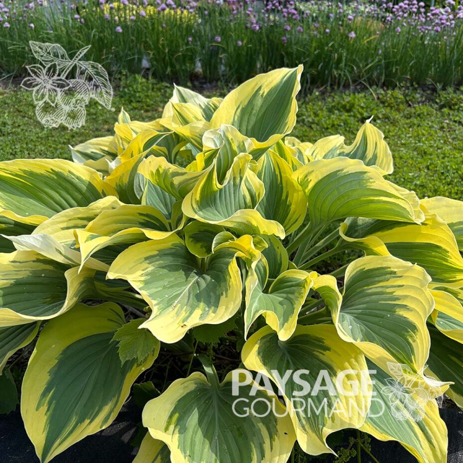 Hosta 'Liberty' | Hosta - Paysage gourmand
