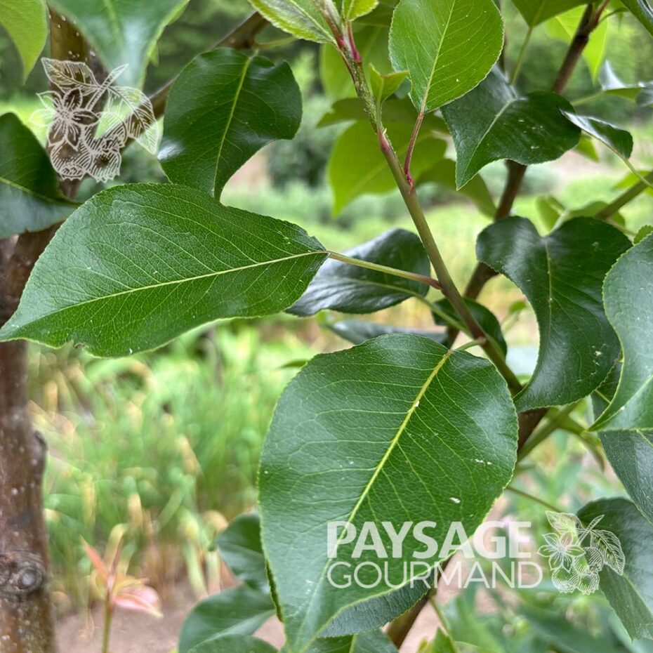 Poirier 'Douglas' | Pyrus communis - Paysage gourmand